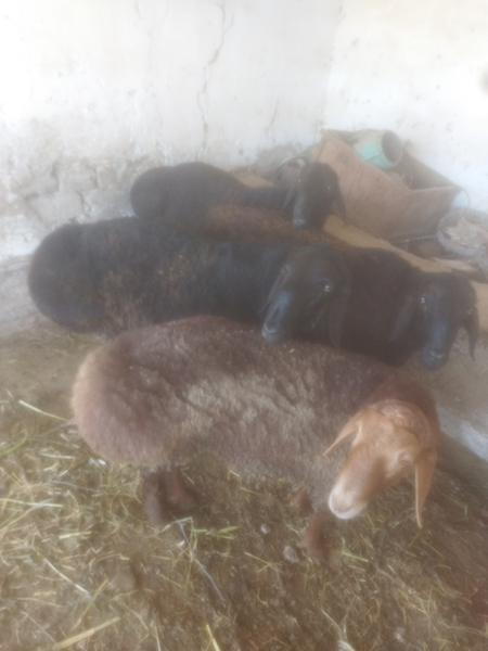 Qurbonlika va nasilga Tayor boqilgan qochqorlar