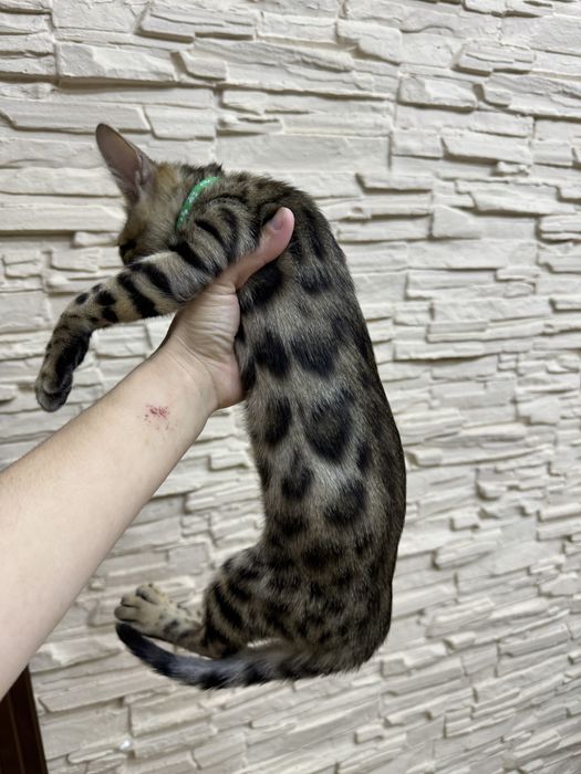 Бенгал кошка