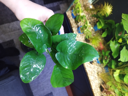 Anubias Barteri1 круглый лист