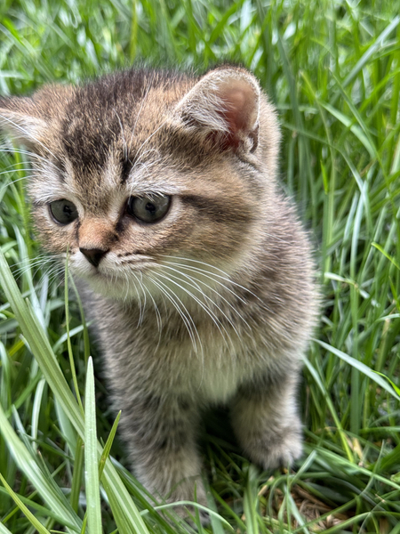 Скоттиш страйт 2 месяц мальчик девочка
