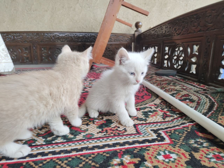 Срочно продаются котята разные