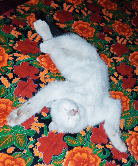 Котенок в добрые руки
