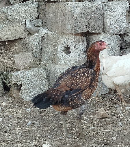 Tovuq va xorozlar sotiladi