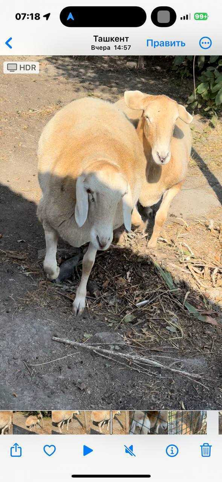 Urgochi qoylar sotiladi
