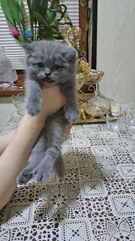 Продается британский мальчик