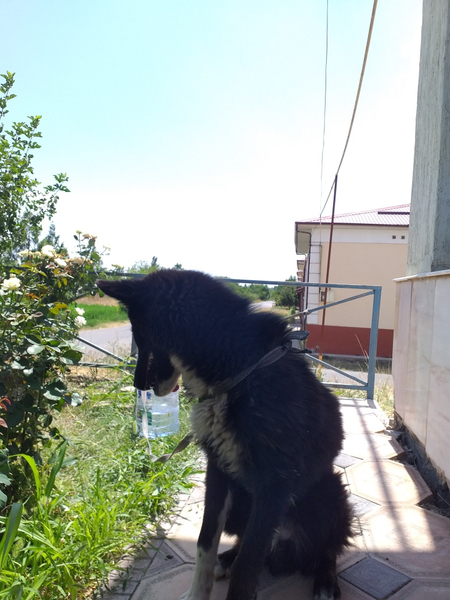 Собака хаски ранги кора ок