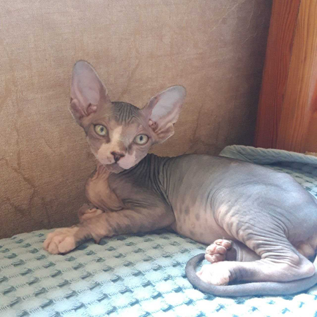 Котята сфинкс продаются срочно не дорого