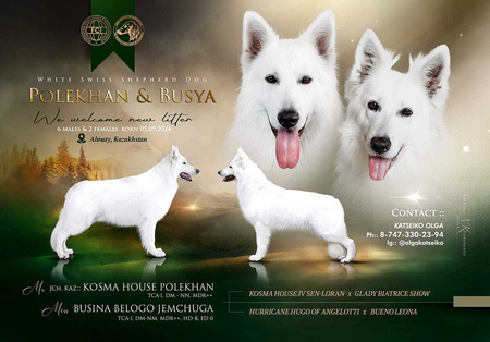 Шикарные шенки FCI Белой Швейцарской ОВЧАРКИ от пары ЧЕМПИОНОВ