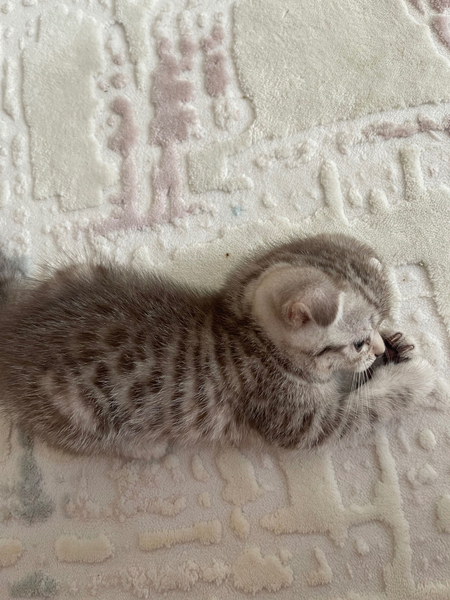 Британские котята