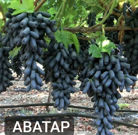 Узум кочатлар бор