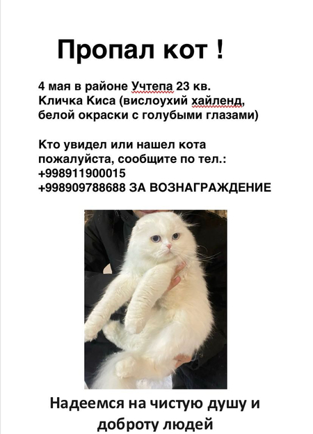 Пропал кот белый вислоухий с голубыми глазами