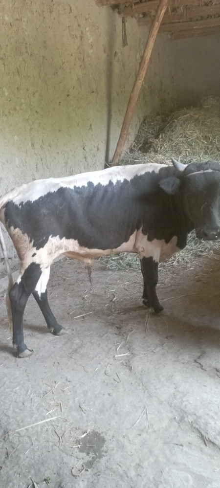Buqqa sotiladi..