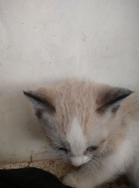 Продается сиамский котенок