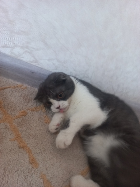 Продаётся котёнок породы скотиш фолд.!