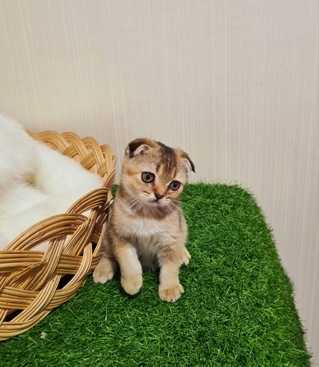 Котята шотландские