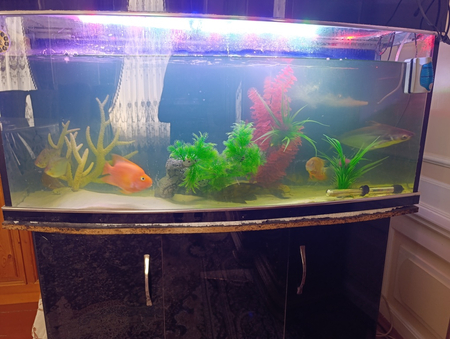 Akvarium sotiladi 20 litrli