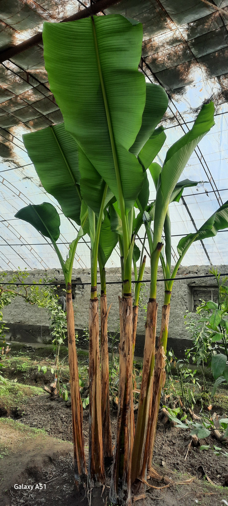 Banan daraxti 6ta