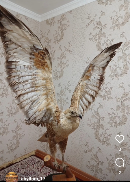 Котирилган бургут