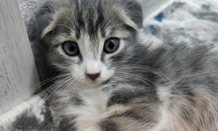 Продаётся Котёнок Скотч.