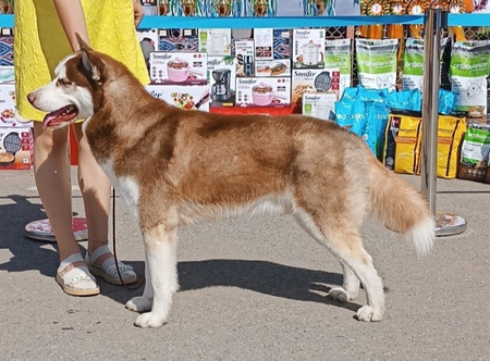 Вязка Сибирский Хаски