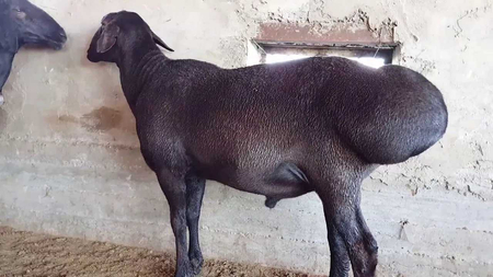 Qochqorlar Halol uyda boqilgan marosimlarga