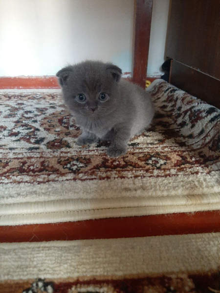 Продаётся котята