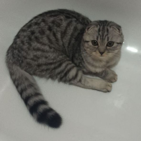 Продаётся котёнок, хайленд фолд