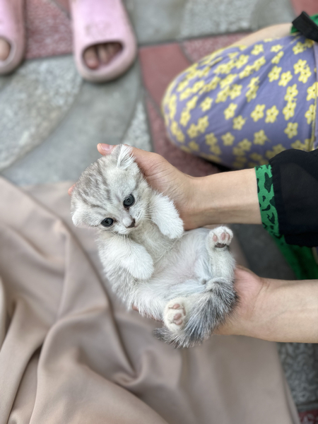 Британская мушуклар сотилади