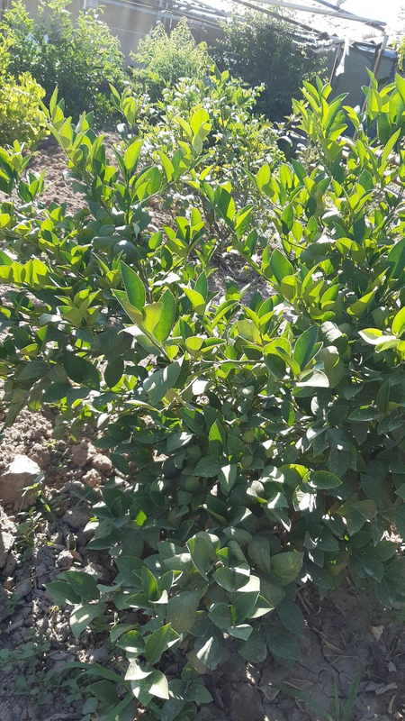 Limon kochat sotilad