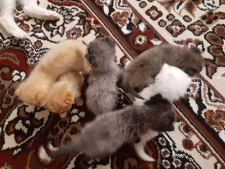 Кошки смешанных породы
