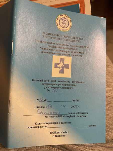 Собака немецкий боксер 5 лет