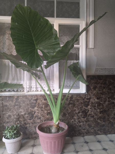 Dekorativ xona gullari