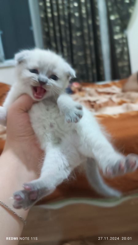 Продаются котята