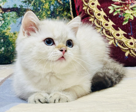 Серебристая шиншилла. Мальчик