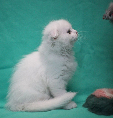Scottish-fold, вислоухий мальчик!!
