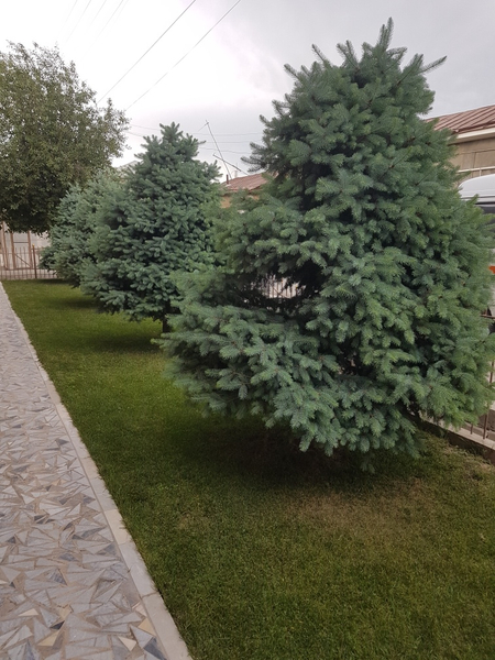 Golubaya yel archa sotiladi