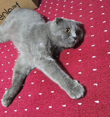 Кошка породистая