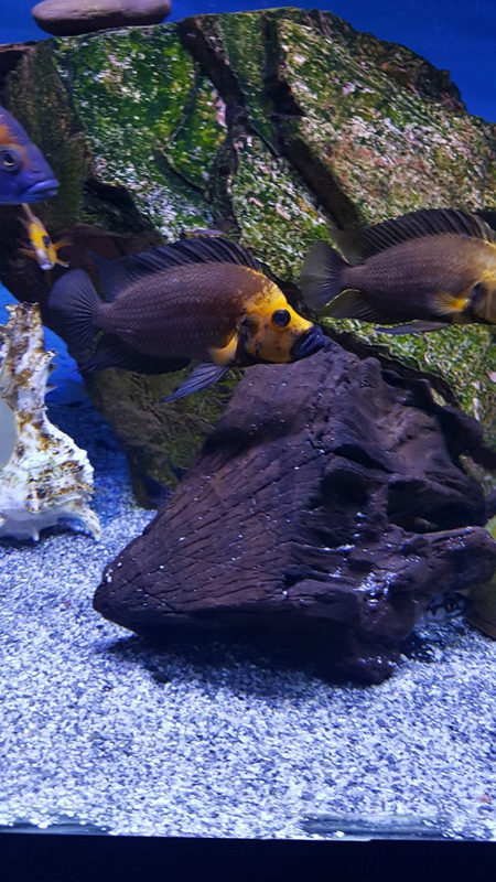 Altolamprologus Kampressiceps \\\