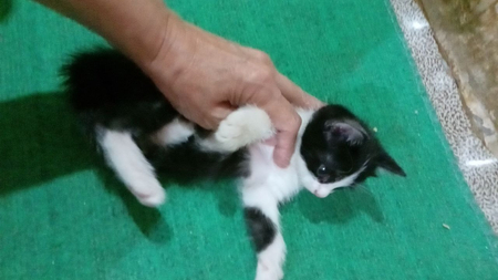 Котята отдадим даром