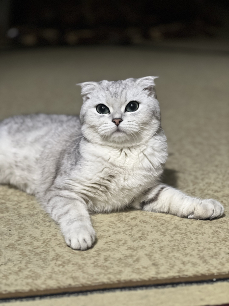 Серебристая шиншилла