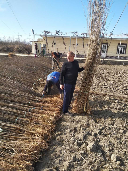 Tut ko‘chati Qorako‘l tutchilik uyushmasi. Sifatli ko‘chat faqat bizda