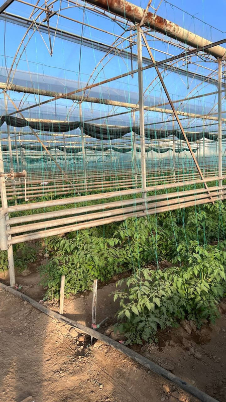 Продам  действующ теплицу