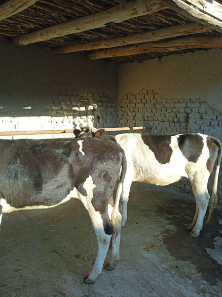 Paroda gunajinlar sotiladi