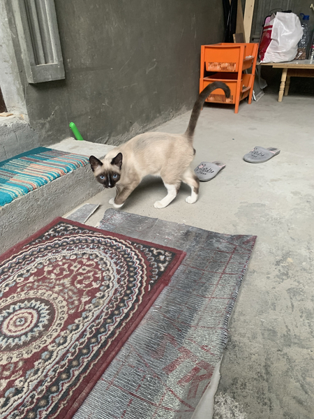 Продам сиамскую кошку(самец)