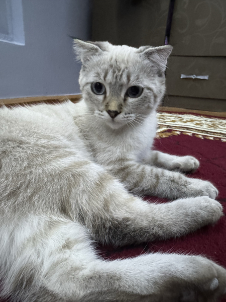 Котенок Метис Британский кот с шотландской прямоухой