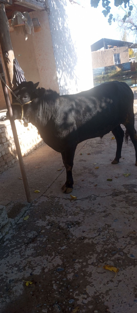 Boqma buqa sotiladi nazarbeda