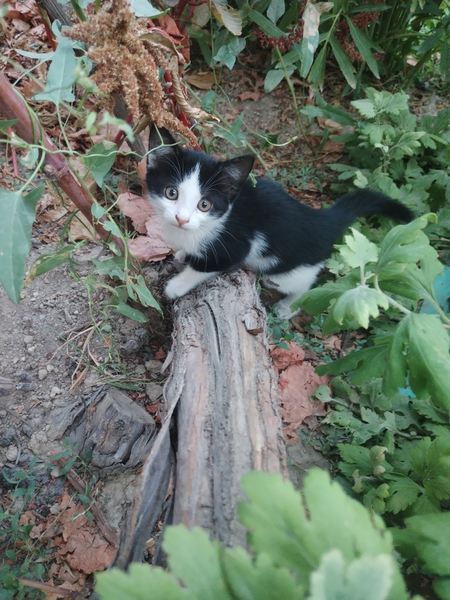 Отдам котят в хорошие руки