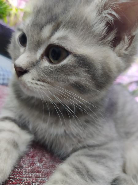 Котёнок скоттиш страйт
