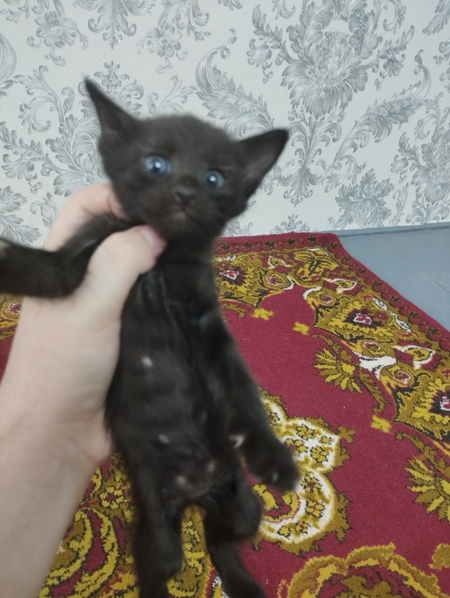 Hadiya mushuk,котяты  отдам даром