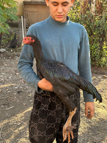 Dakan jujalari sotiladi